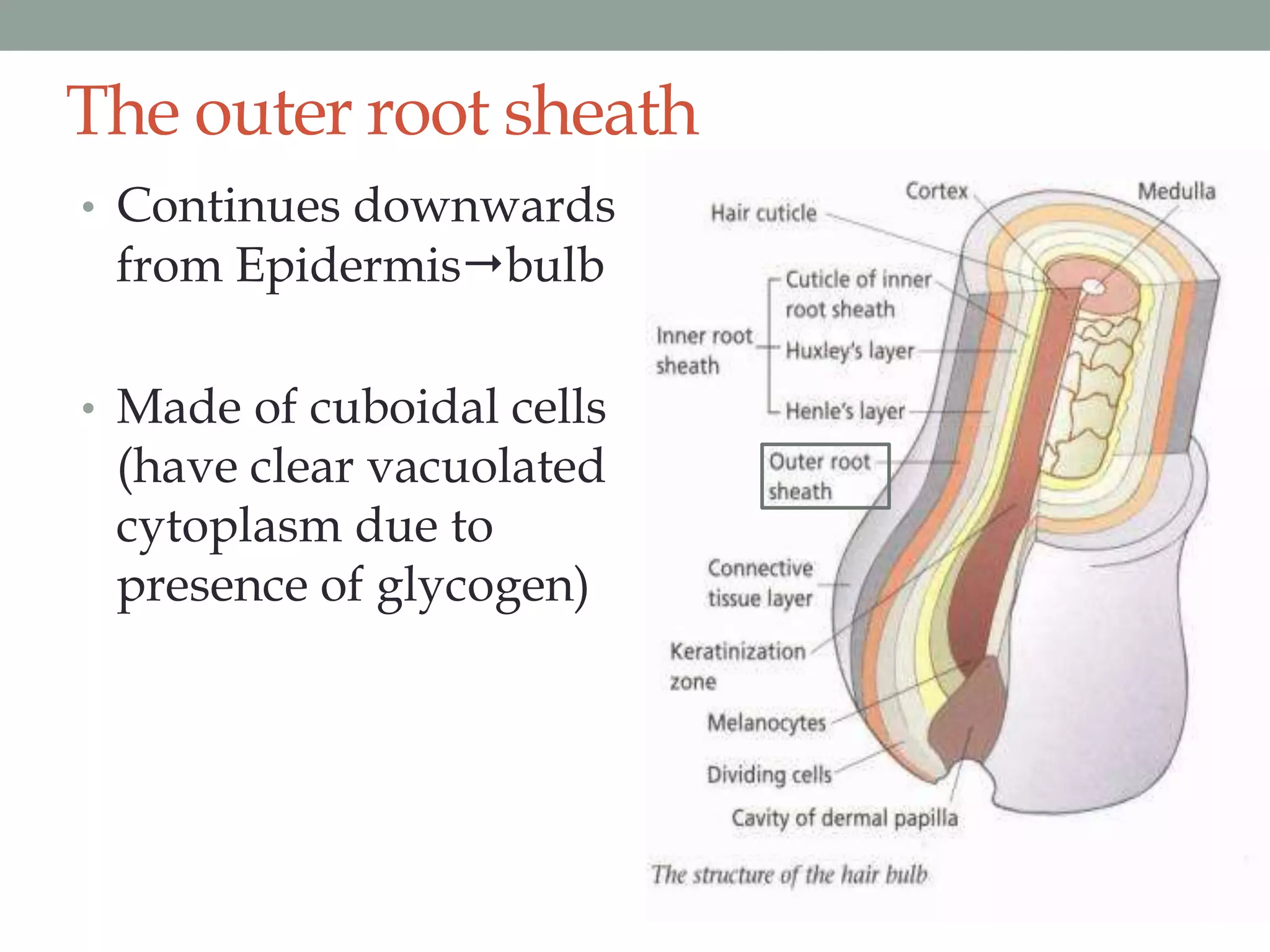 Structure of hair | PPTX