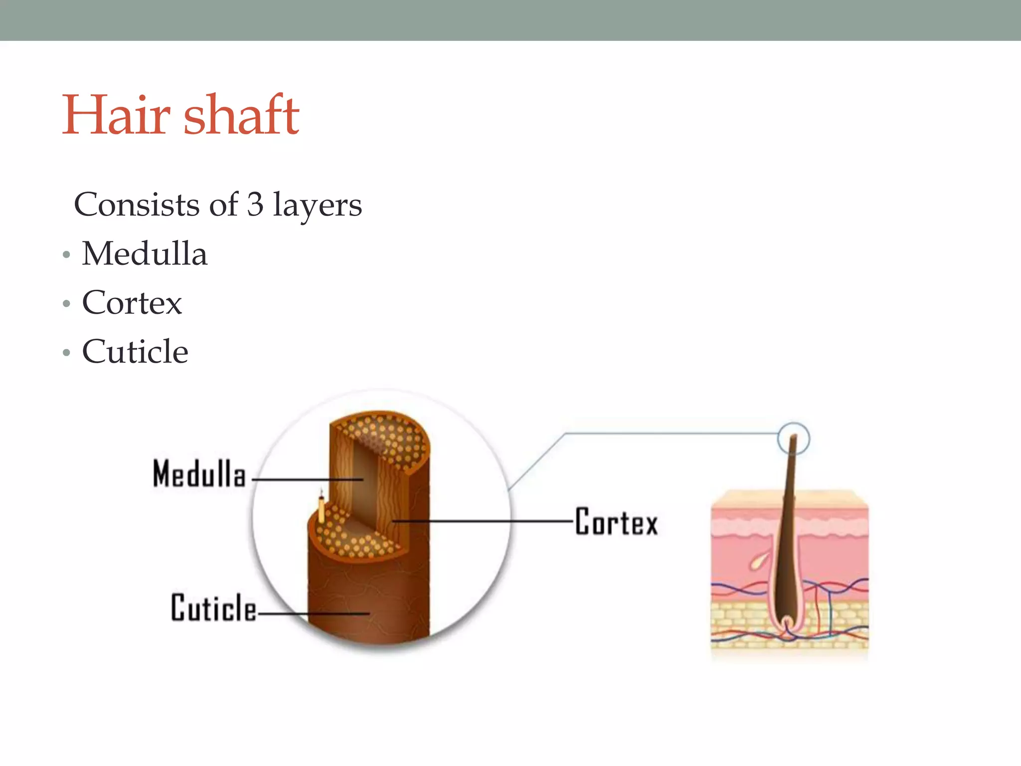 Structure of hair | PPTX