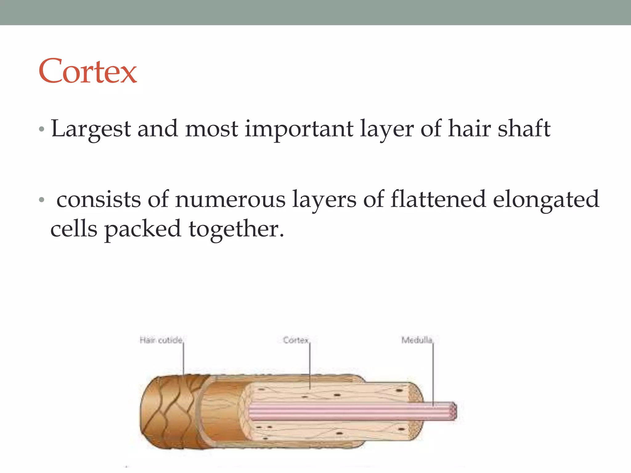 Structure of hair | PPTX