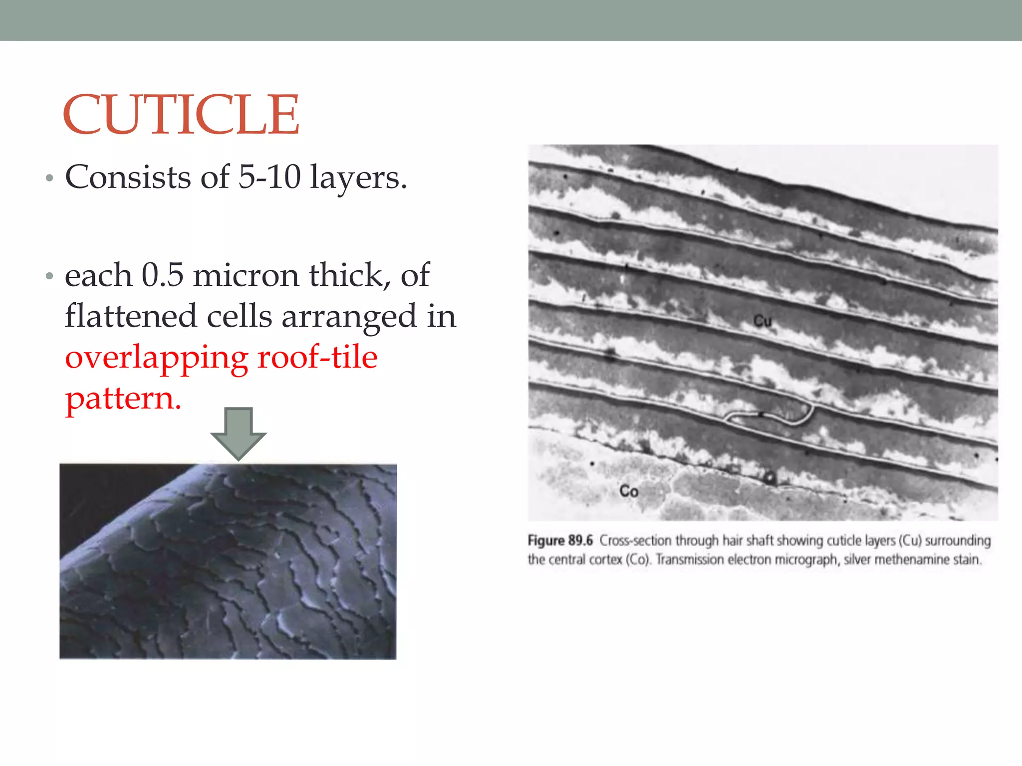 Structure of hair | PPTX