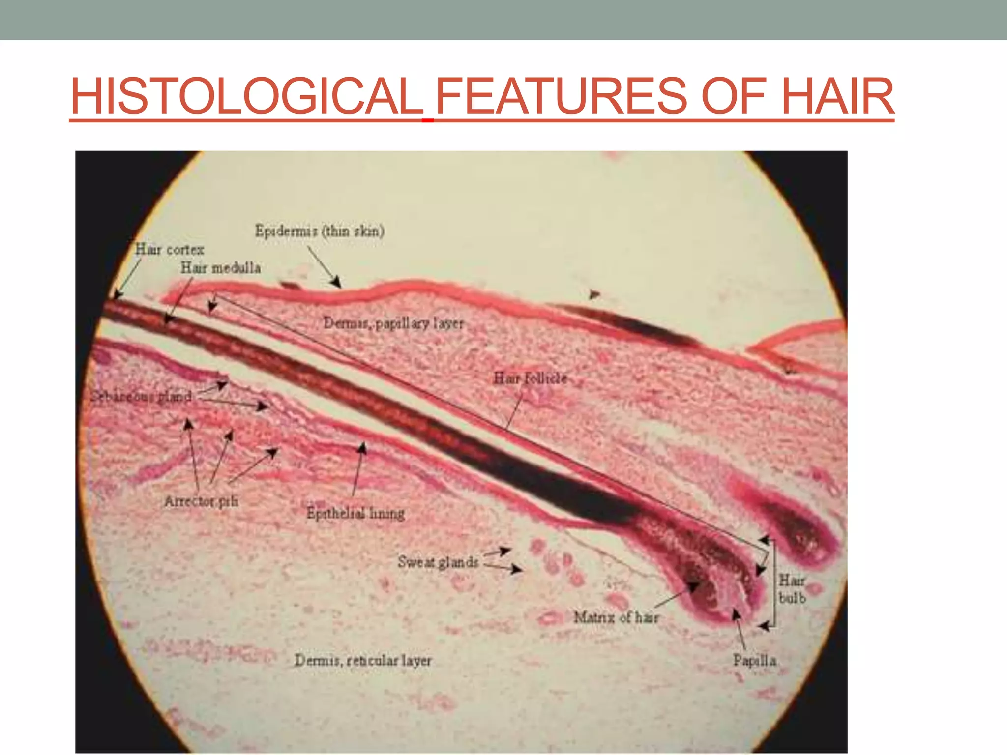 Structure of hair | PPTX