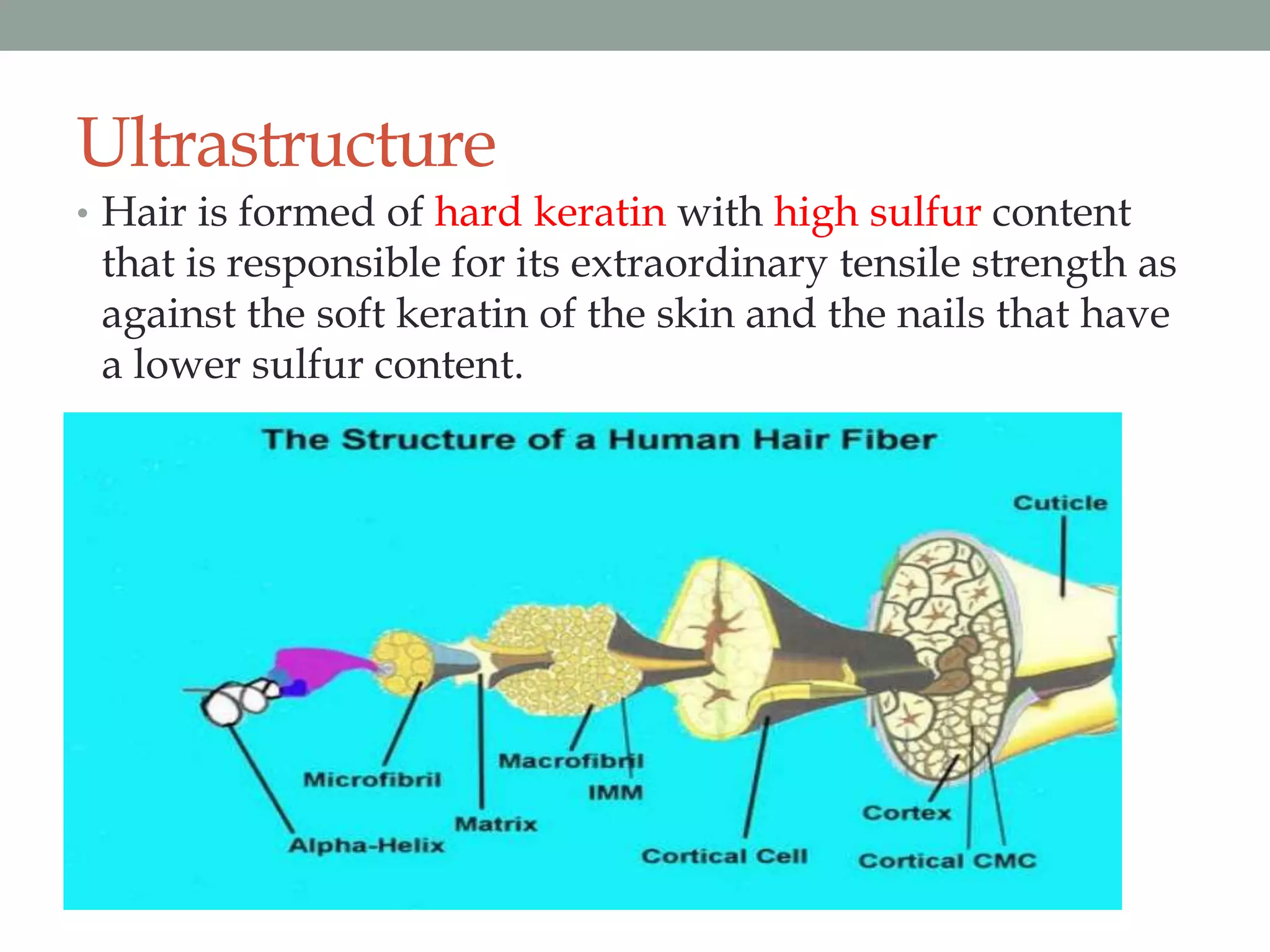 Structure of hair | PPTX
