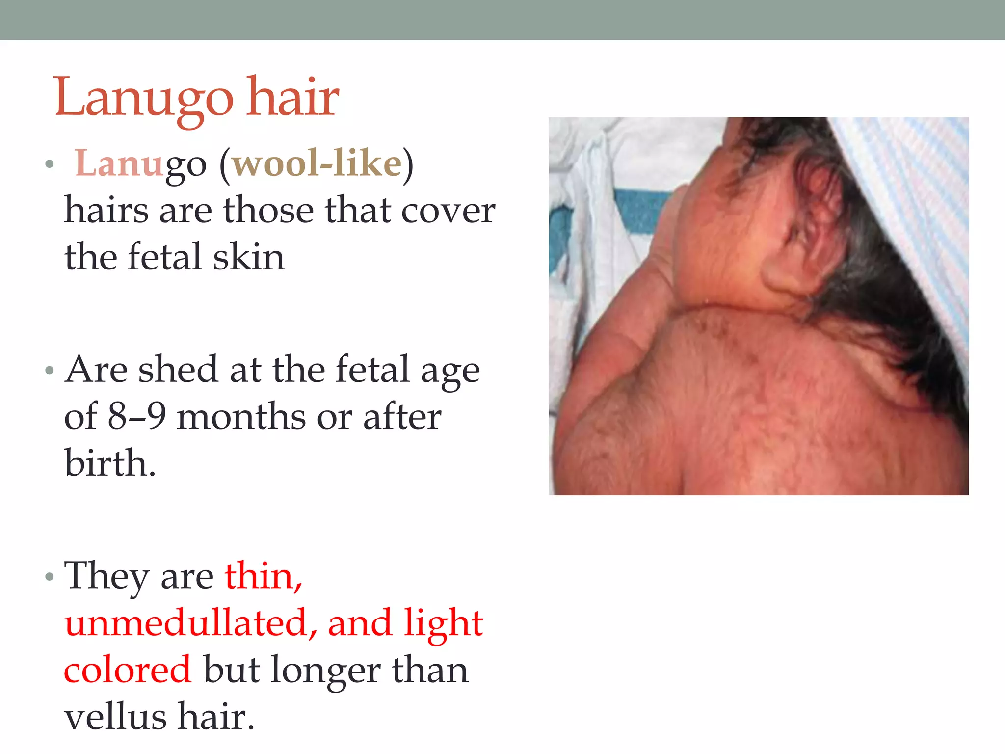 Structure of hair | PPTX