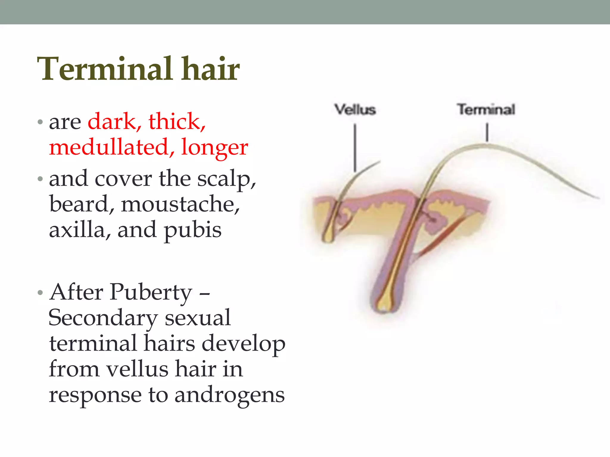 Structure of hair | PPTX