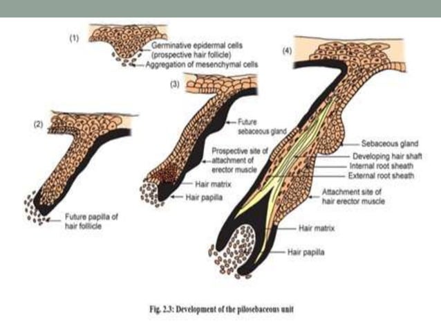 Structure of hair | PPTX | Pregnancy | Reproductive Health