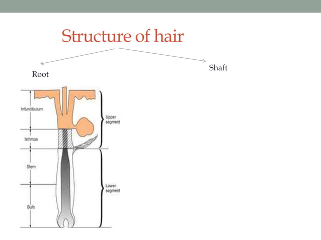 Structure of hair | PPTX | Pregnancy | Reproductive Health