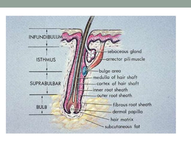 Structure of hair | PPTX | Pregnancy | Reproductive Health
