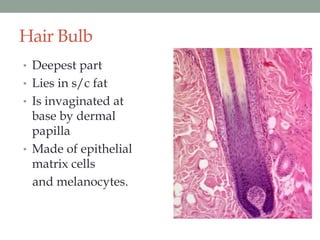 Structure of hair | PPTX