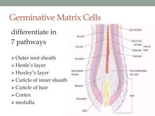 Structure of hair | PPTX