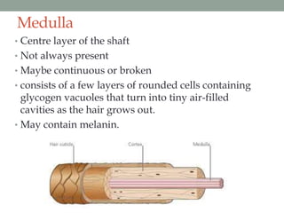 Structure of hair | PPTX