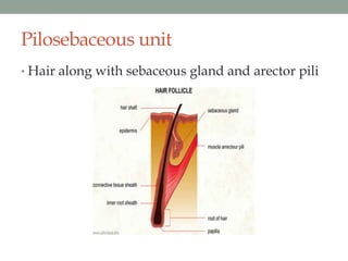 Structure of hair | PPTX