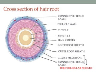 Structure of hair | PPTX