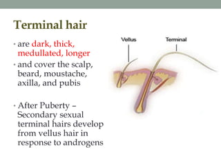 Terminal Hair Vs Vellus Hair