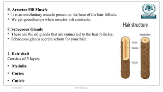 Structure of Hair and Growth Cycle.pptx. | PPTX