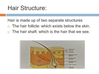 Hair Follicle Structure And Function