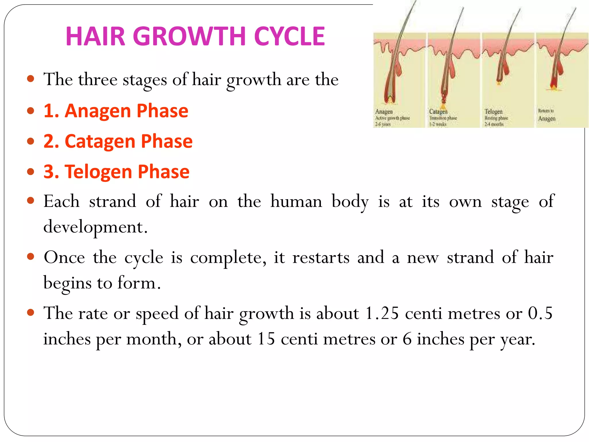Structure of Hair & Hair Growth by Samanthula.pdf