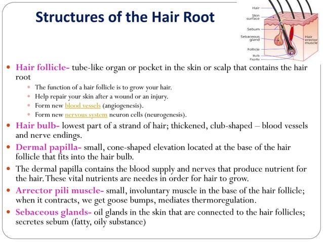 Structure of Hair & Hair Growth by Samanthula.pdf