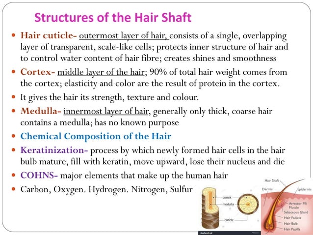 Structure of Hair & Hair Growth by Samanthula.pdf