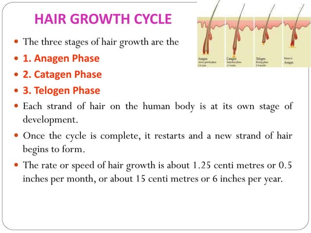 Structure of Hair & Hair Growth by Samanthula.pdf