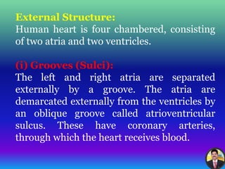Structure and Function of Human heart | PPTX