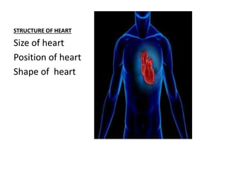 Structure of heart | PPTX | Heart and Cardiovascular Diseases ...