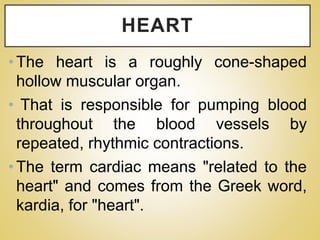 Structure of heart | PPTX | Heart and Cardiovascular Diseases ...