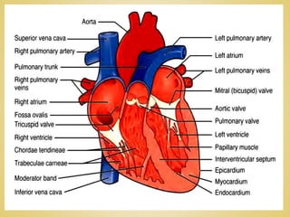 Structure of heart | PPTX | Heart and Cardiovascular Diseases ...
