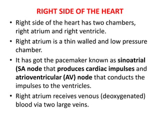 Cardiovascular system | PPTX
