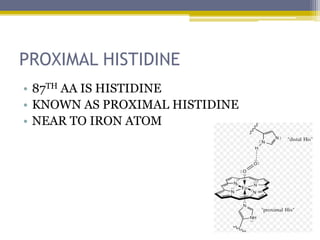 Structure of Hemoglobin | PPTX