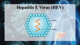 Hepatitis E Virus Structure