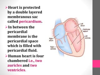 Structure of human heart | PPTX