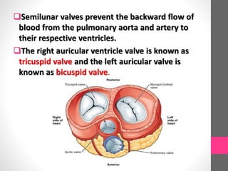 Structure of human heart | PPTX