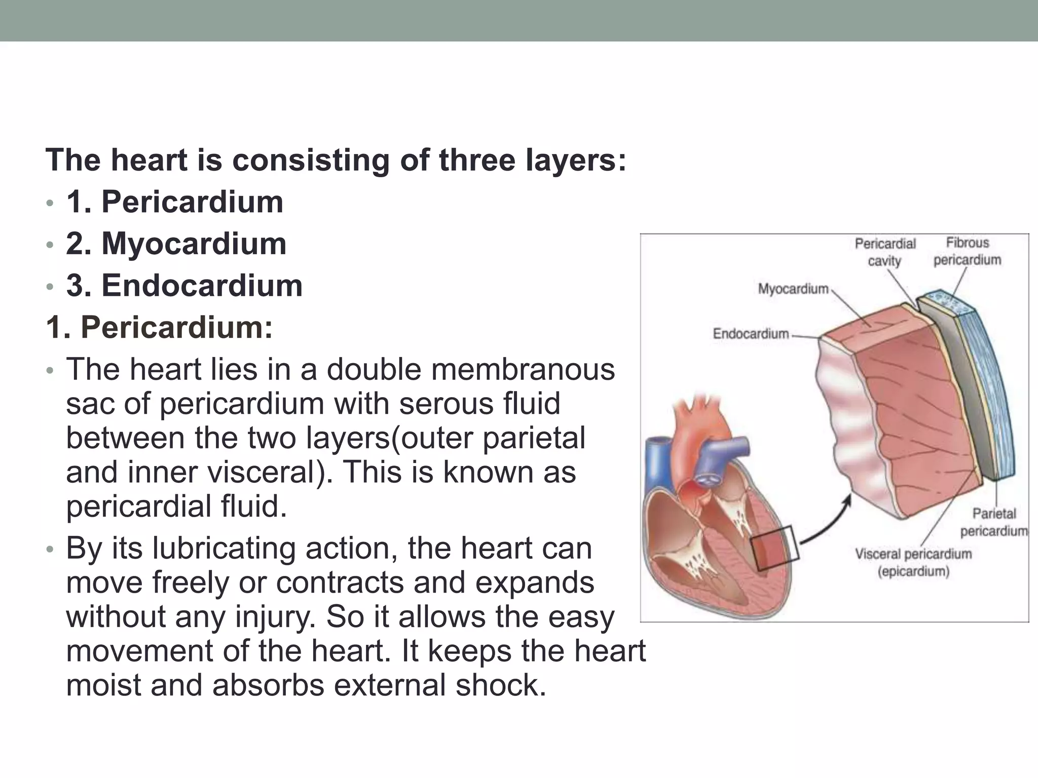 Structure of human heart | PPTX | Heart and Cardiovascular Diseases ...