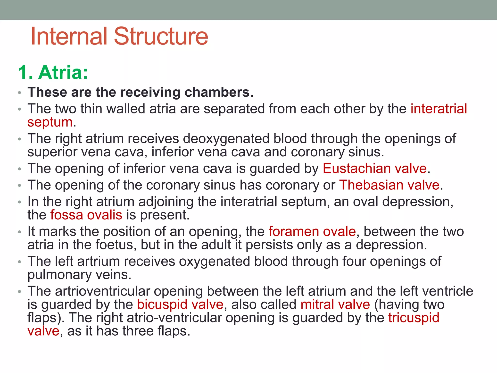 Structure of human heart | PPTX | Heart and Cardiovascular Diseases ...