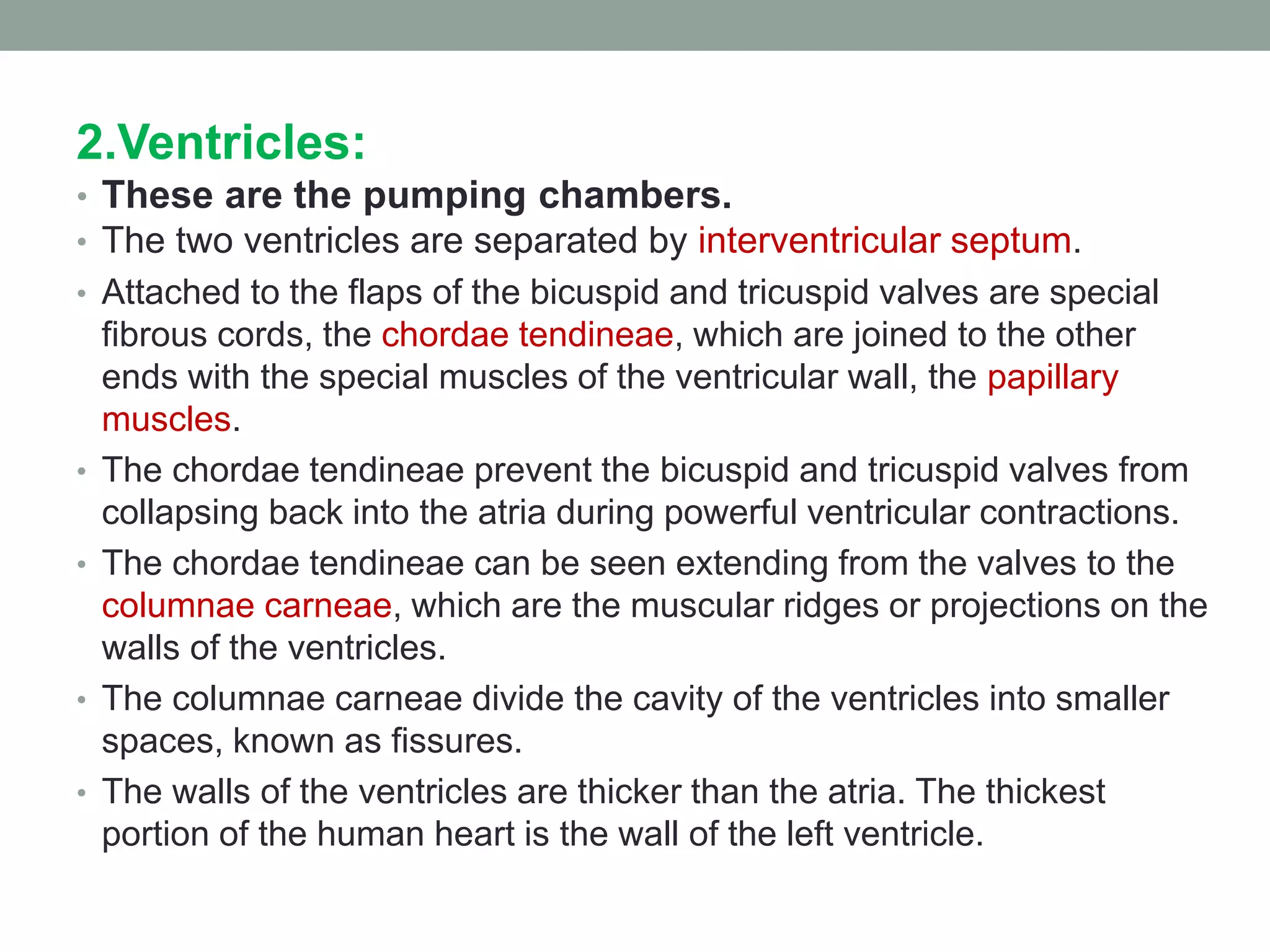 Structure of human heart | PPTX