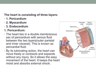 Structure of human heart | PPTX