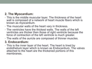 Structure of human heart | PPTX | Heart and Cardiovascular Diseases ...
