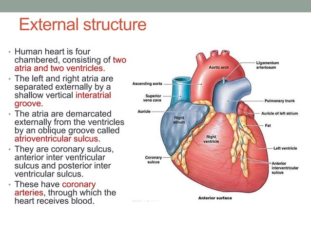 Structure of human heart | PPT