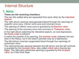 Structure of human heart | PPTX | Heart and Cardiovascular Diseases ...