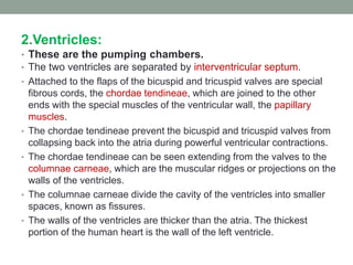 Structure of human heart | PPTX | Heart and Cardiovascular Diseases ...