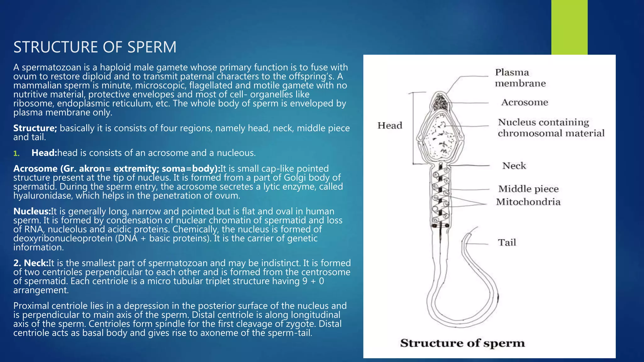 Structure of human sperm and ovum | PPTX