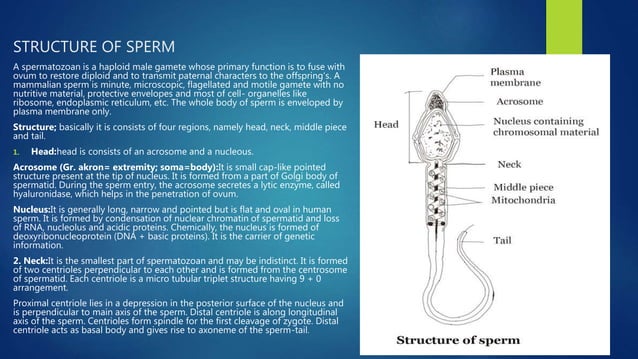 Structure of human sperm and ovum | PPT