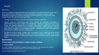 Structure of human sperm and ovum | PPTX