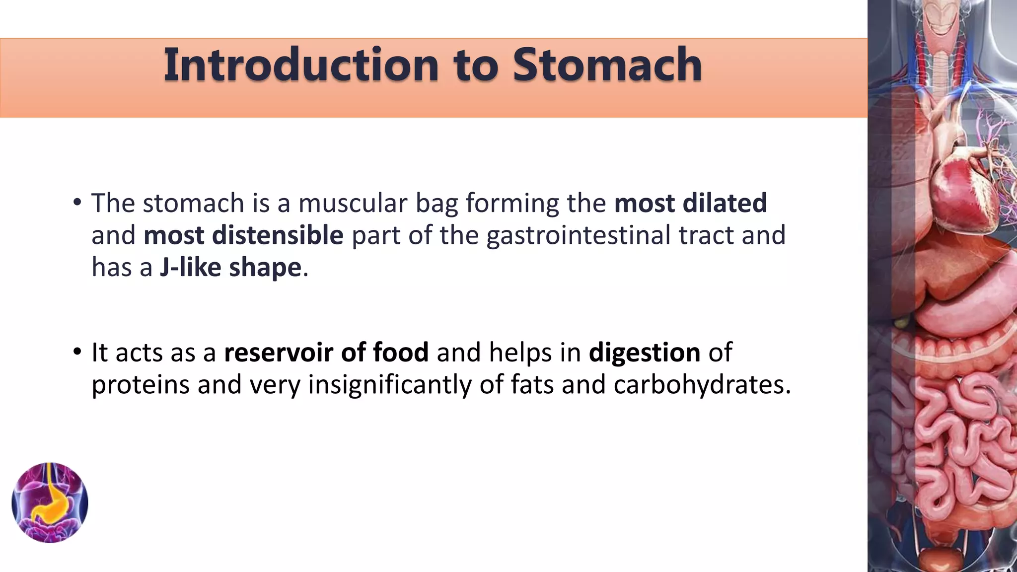 Structure of Human Stomach by Prabeen | PPTX
