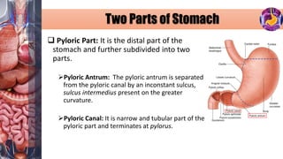 Structure of Human Stomach by Prabeen | PPTX