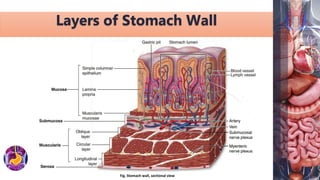 Structure of Human Stomach by Prabeen | PPTX
