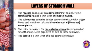 Structure of Human Stomach by Prabeen | PPTX