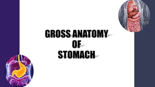 Structure of Human Stomach by Prabeen | PPTX