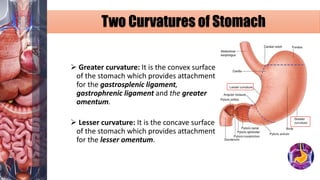 Structure of Human Stomach by Prabeen | PPTX