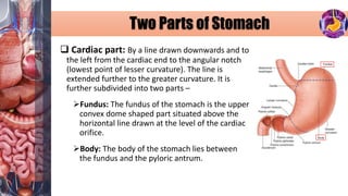 Structure of Human Stomach by Prabeen | PPTX